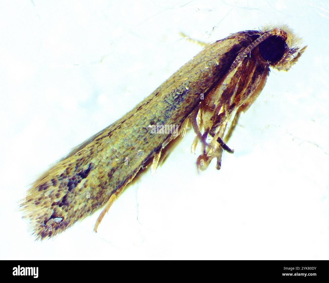 Curved-lined Homostinea Moth (Homostinea curviliniella Stock Photo - Alamy