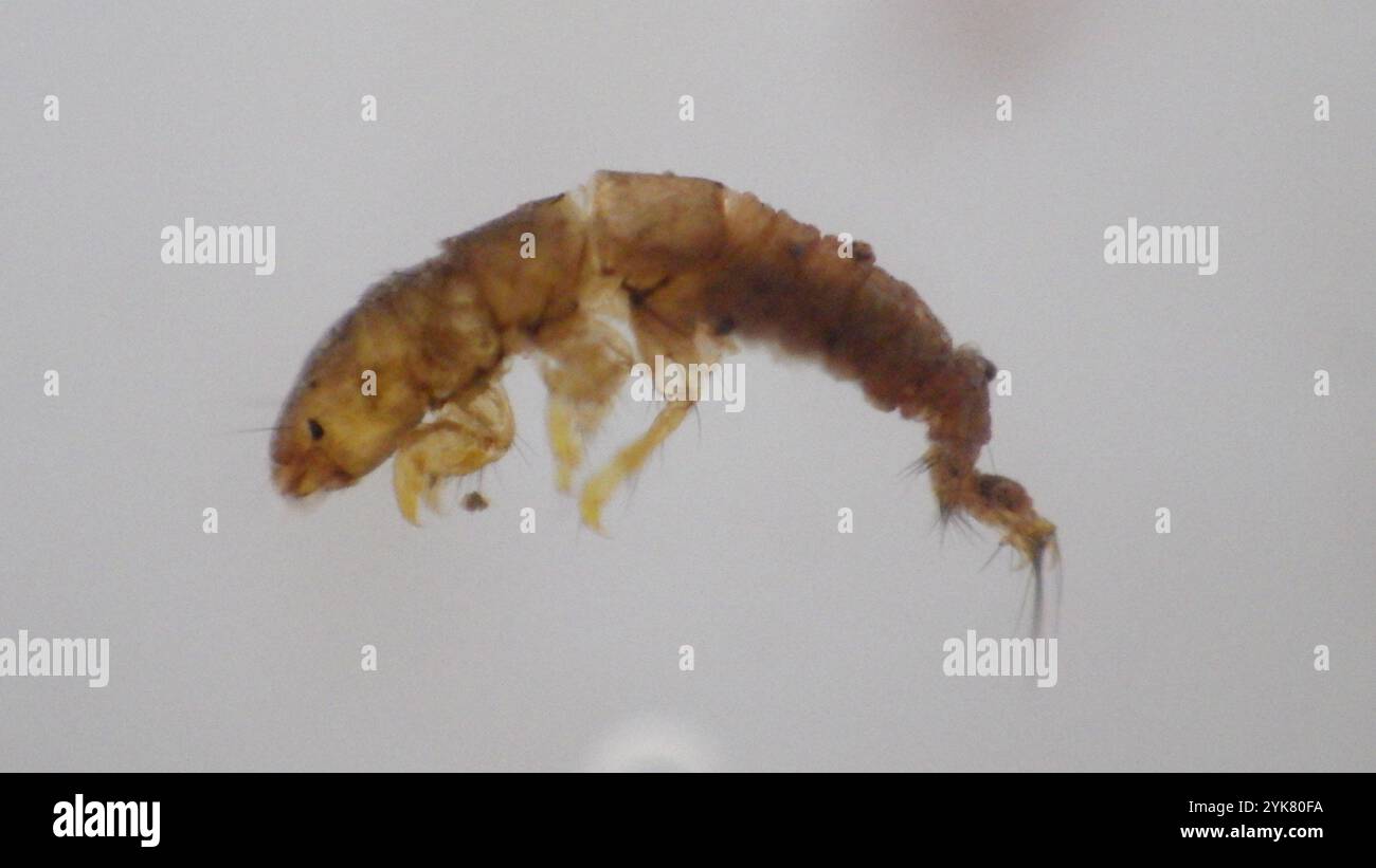 Net-spinning Caddisflies (Hydropsychidae Stock Photo - Alamy