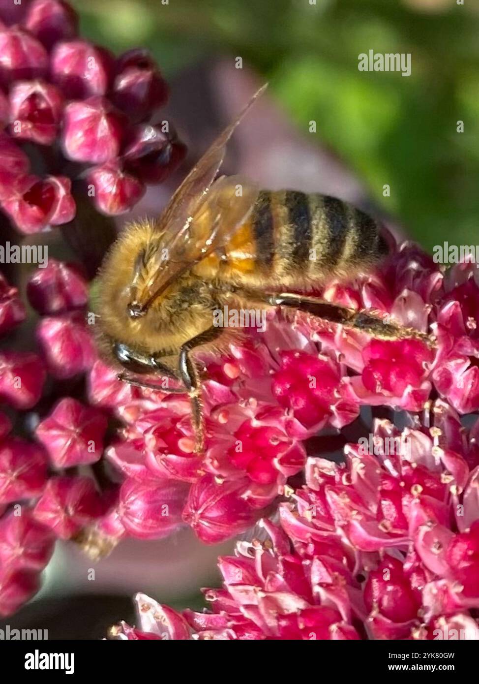Western Honey Bee (Apis mellifera Stock Photo - Alamy