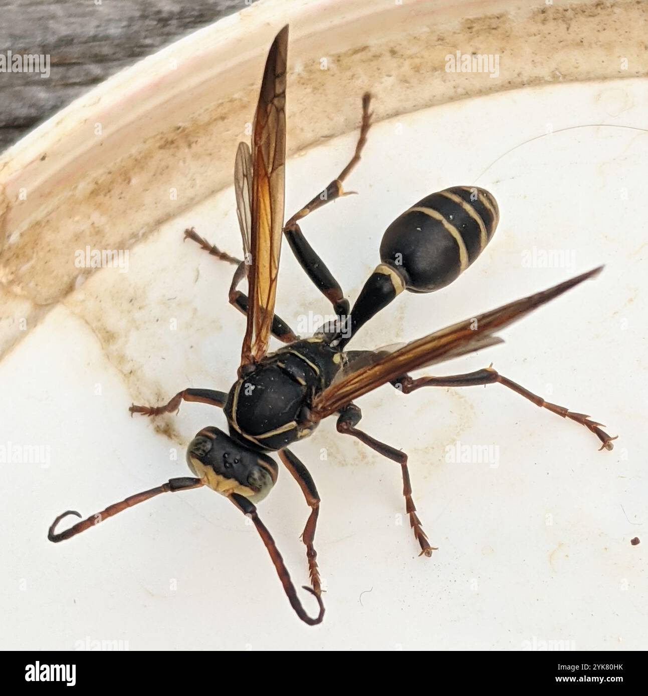 Western Paper Wasp (Mischocyttarus flavitarsis Stock Photo - Alamy