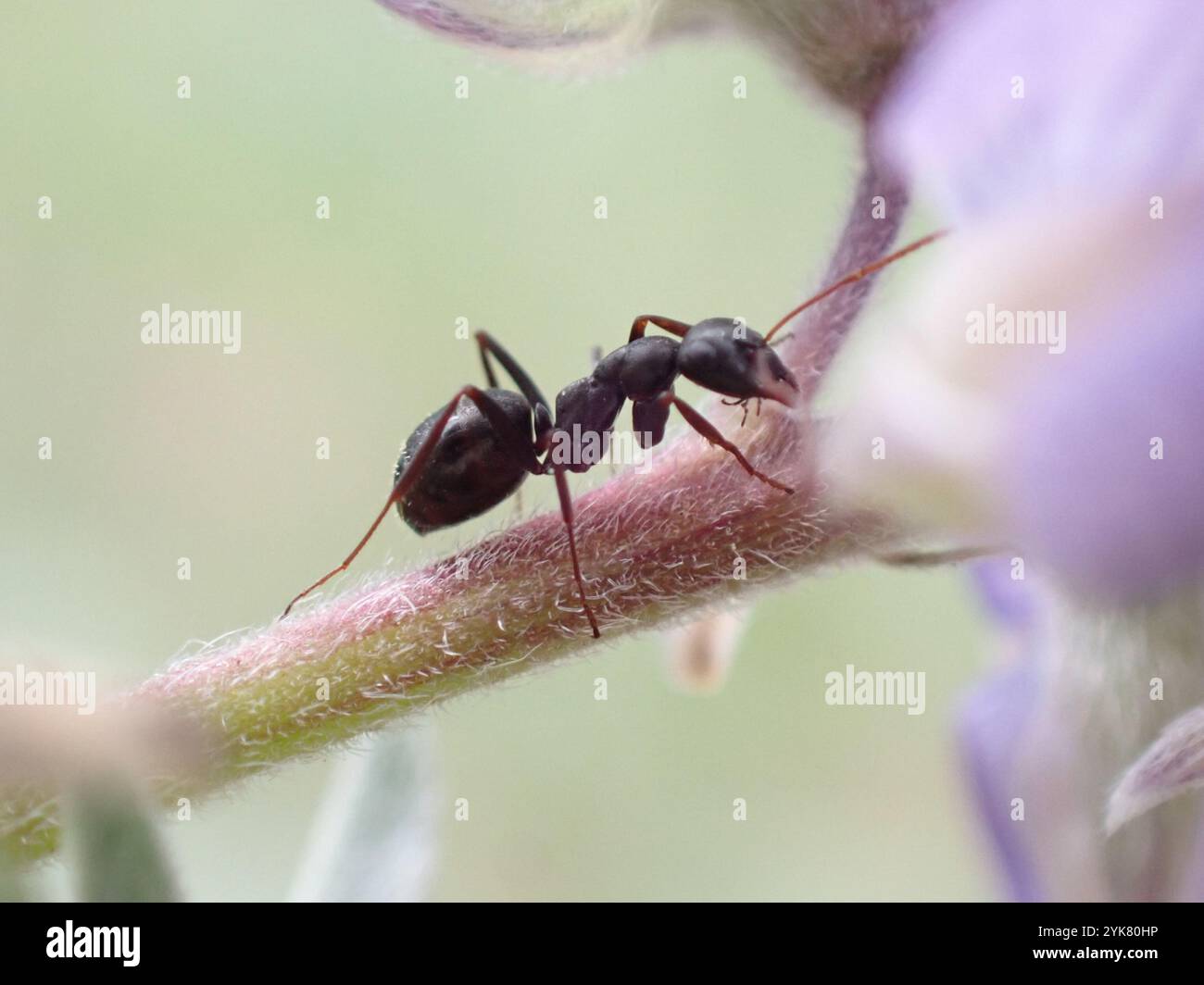 fusca-group Field Ants and Allies (Formica fusca Stock Photo - Alamy