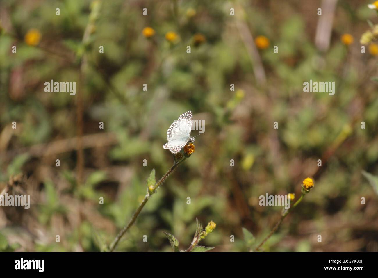 New World Checkered-Skippers (Burnsius Stock Photo - Alamy