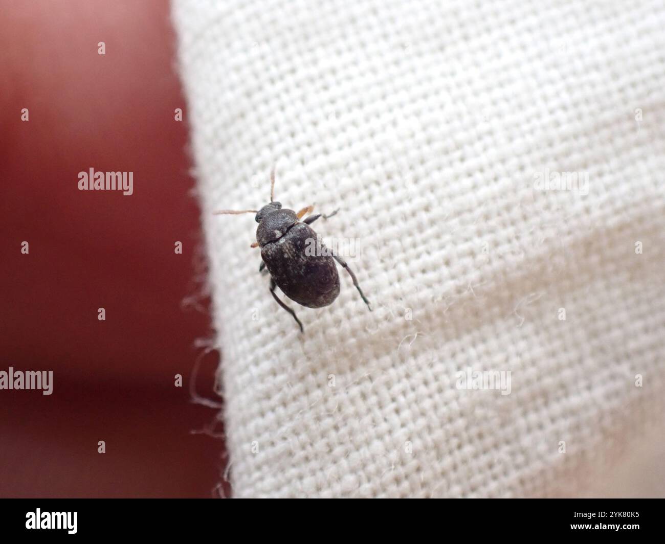 Bruchid hi-res stock photography and images - Alamy