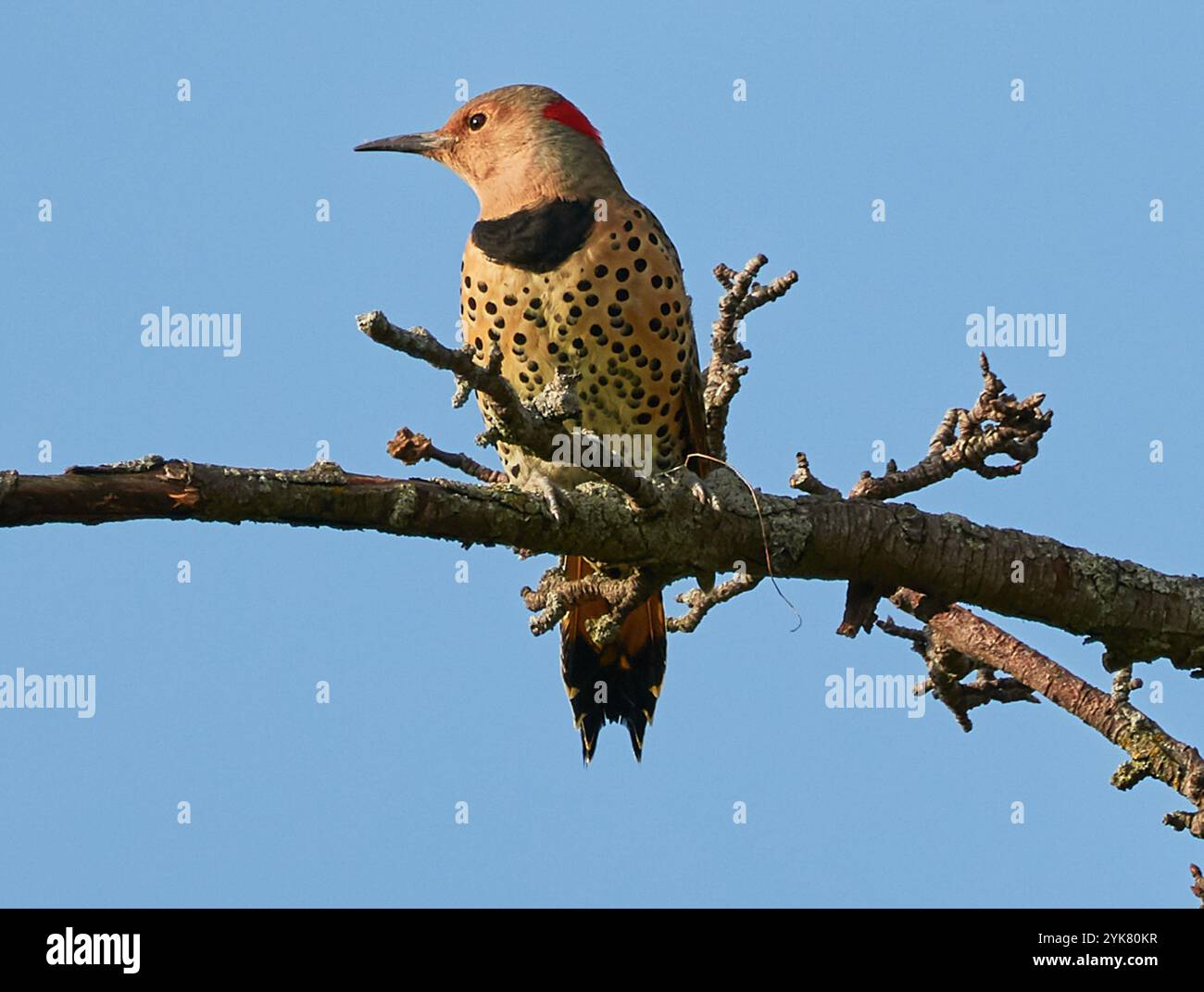 Northern Flicker (Colaptes auratus Stock Photo - Alamy