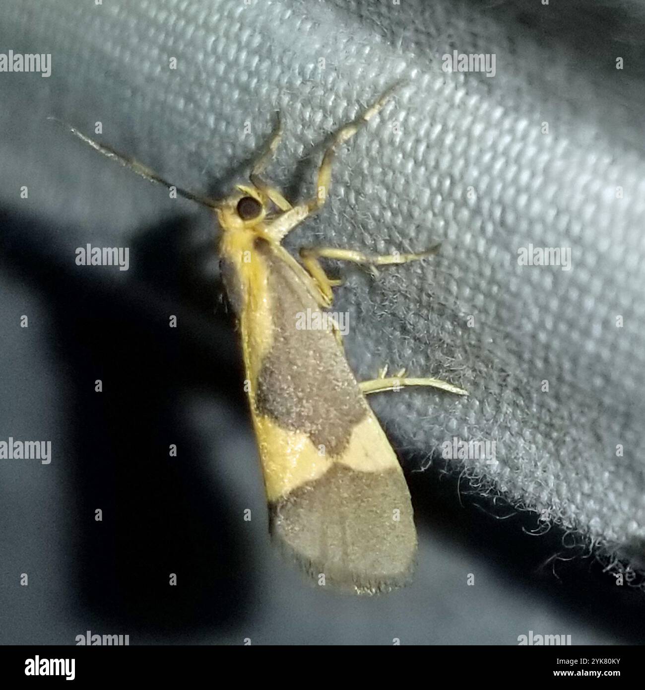 One-banded Lichen Moth (Cisthene unifascia Stock Photo - Alamy