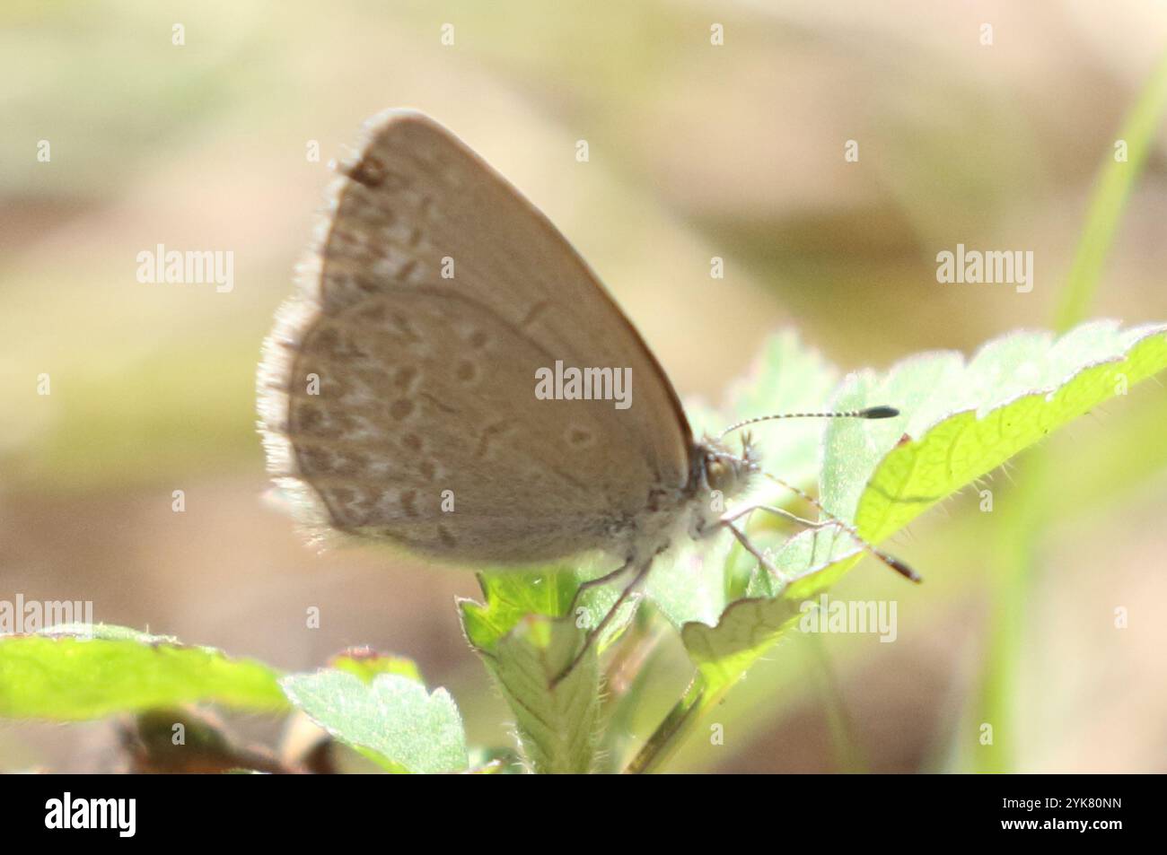 Common Grass-blue (Zizina otis labradus Stock Photo - Alamy