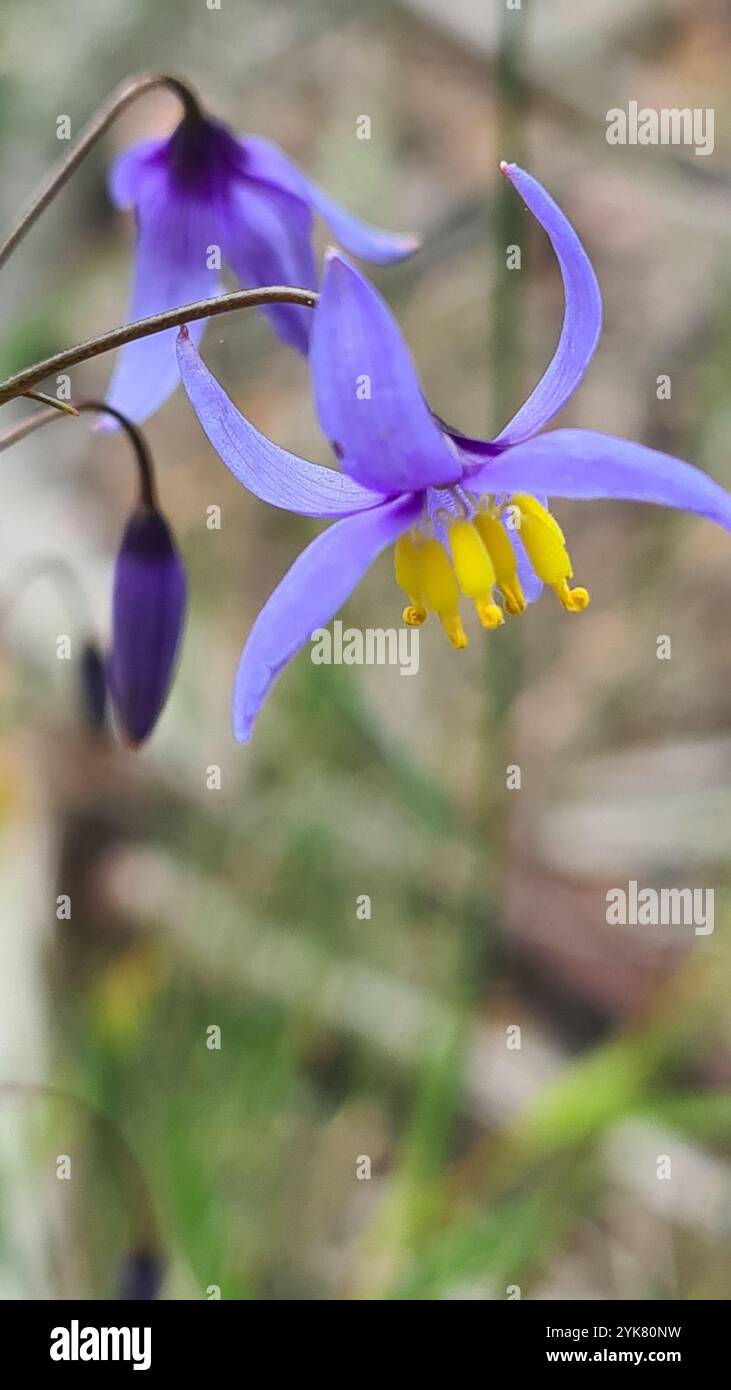 nodding blue lily (Stypandra glauca Stock Photo - Alamy