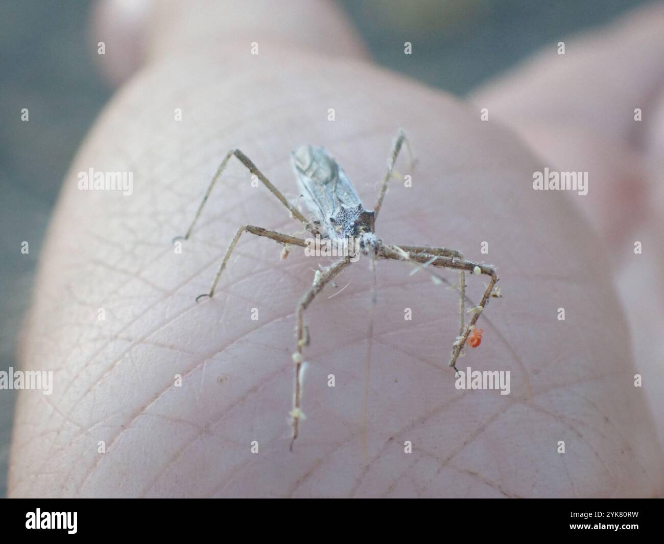 Four-spurred Assassin Bug (Zelus tetracanthus Stock Photo - Alamy