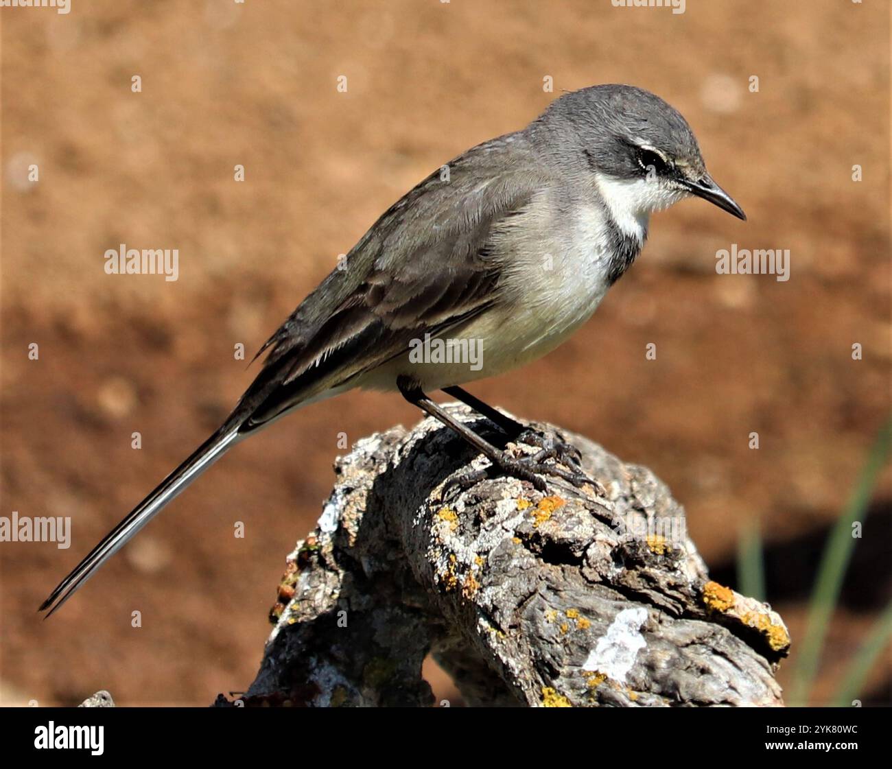 Common Cape Wagtail (Motacilla capensis capensis Stock Photo - Alamy