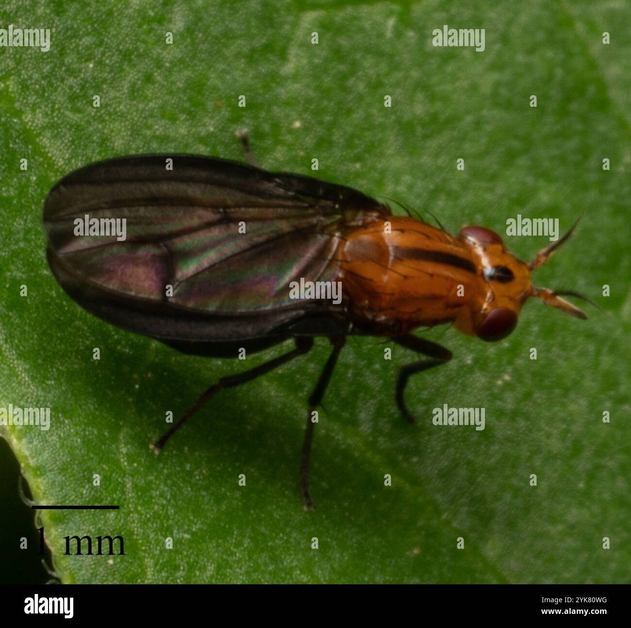 Lauxaniid Flies (Lauxaniidae Stock Photo - Alamy