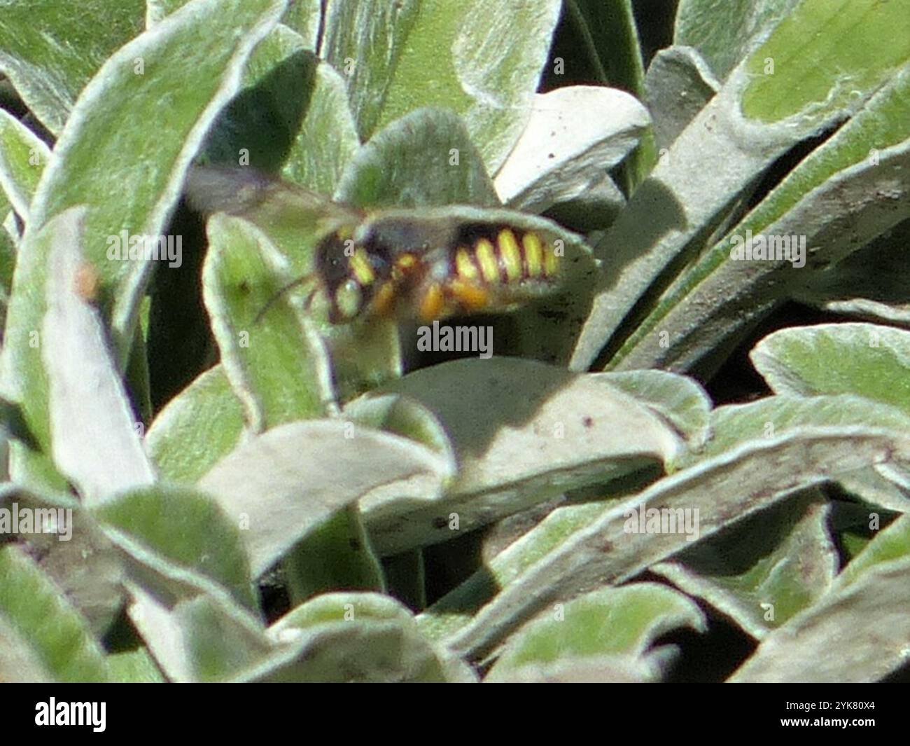 Anthidium oblongatum hi-res stock photography and images - Alamy