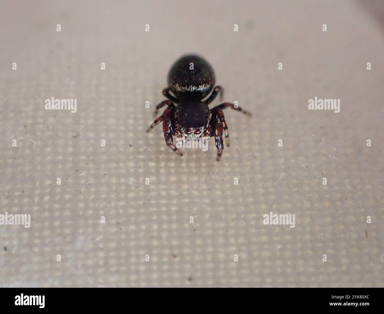 Leaf-beetle Jumping Spiders (Sassacus Stock Photo - Alamy
