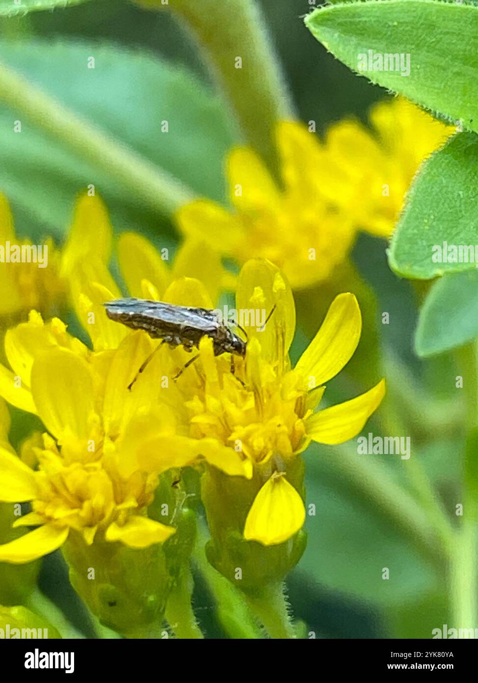False chinch bugs (Nysius Stock Photo - Alamy