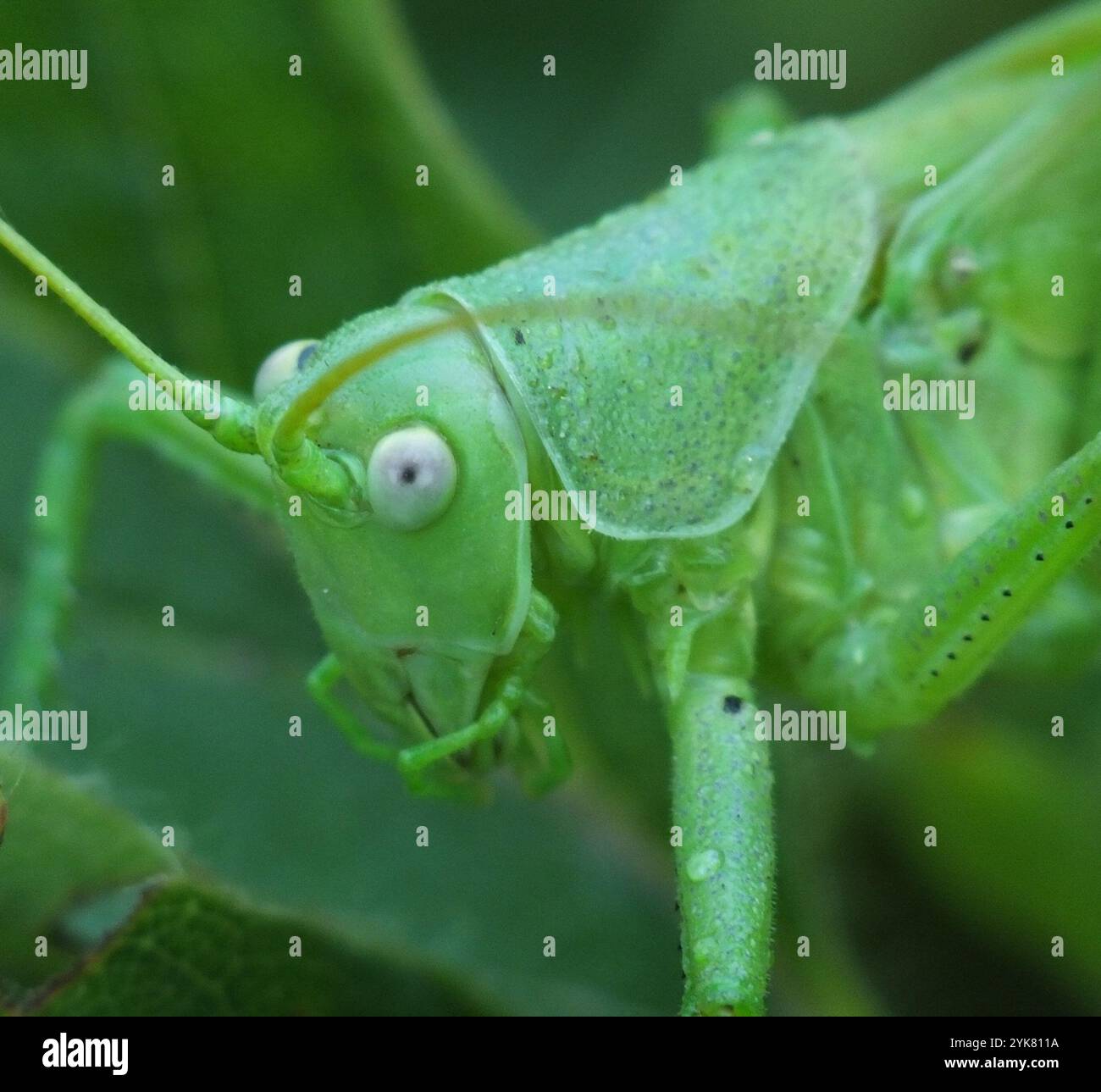 Eastern Green Bush-cricket (Tettigonia caudata Stock Photo - Alamy