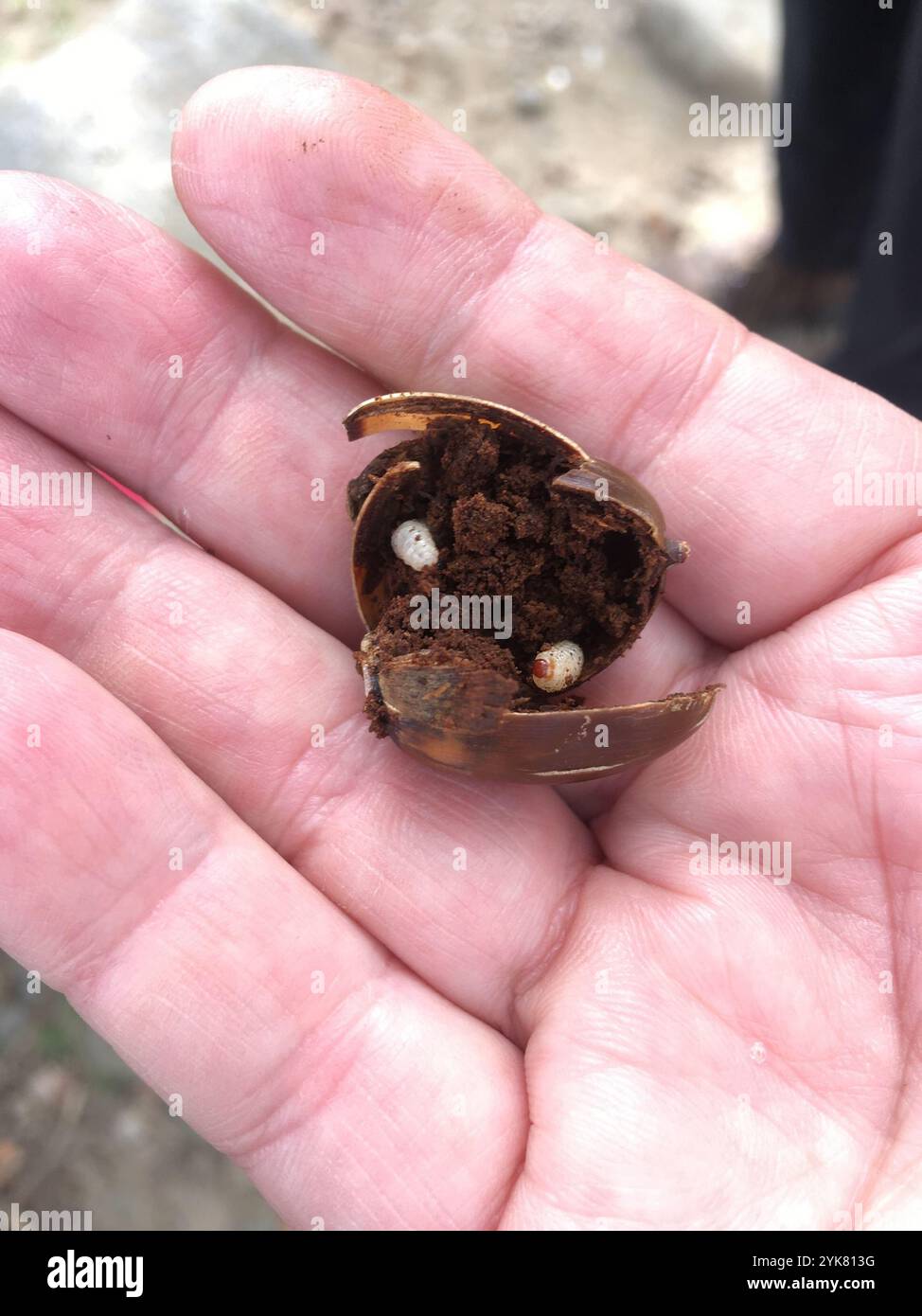 True Weevils (Curculionidae Stock Photo - Alamy