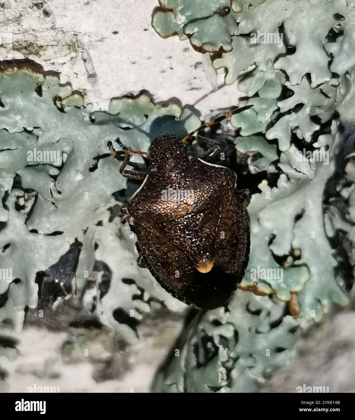 Peribalus strictus hi-res stock photography and images - Alamy