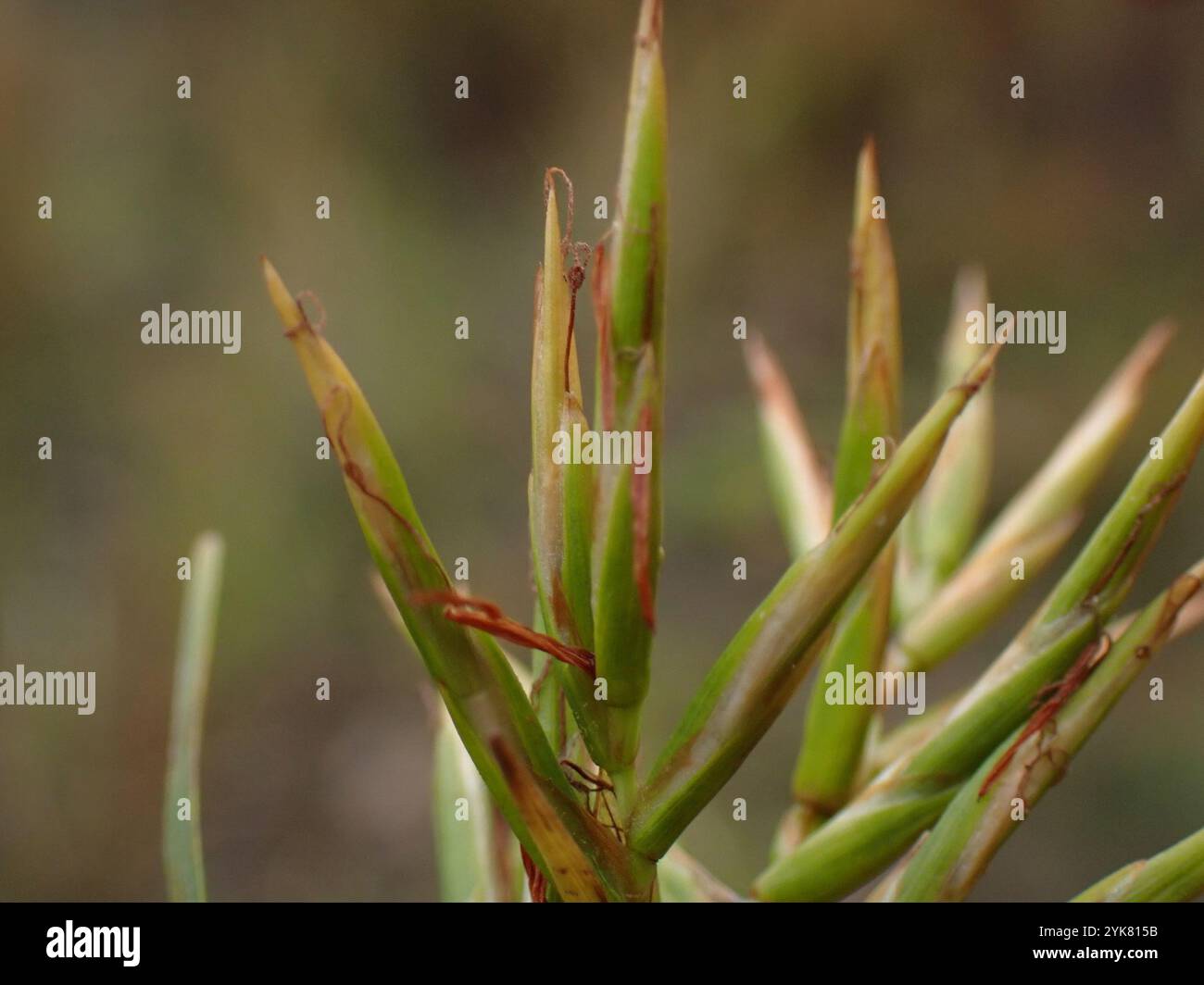 Three-way Sedge (Dulichium arundinaceum Stock Photo - Alamy