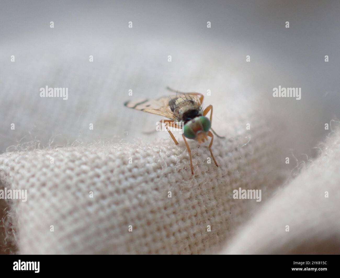 Knapweed Gall Fly (Urophora affinis Stock Photo - Alamy