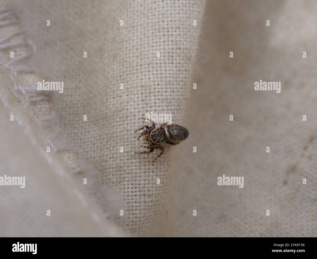 Leaf-beetle Jumping Spiders (Sassacus Stock Photo - Alamy