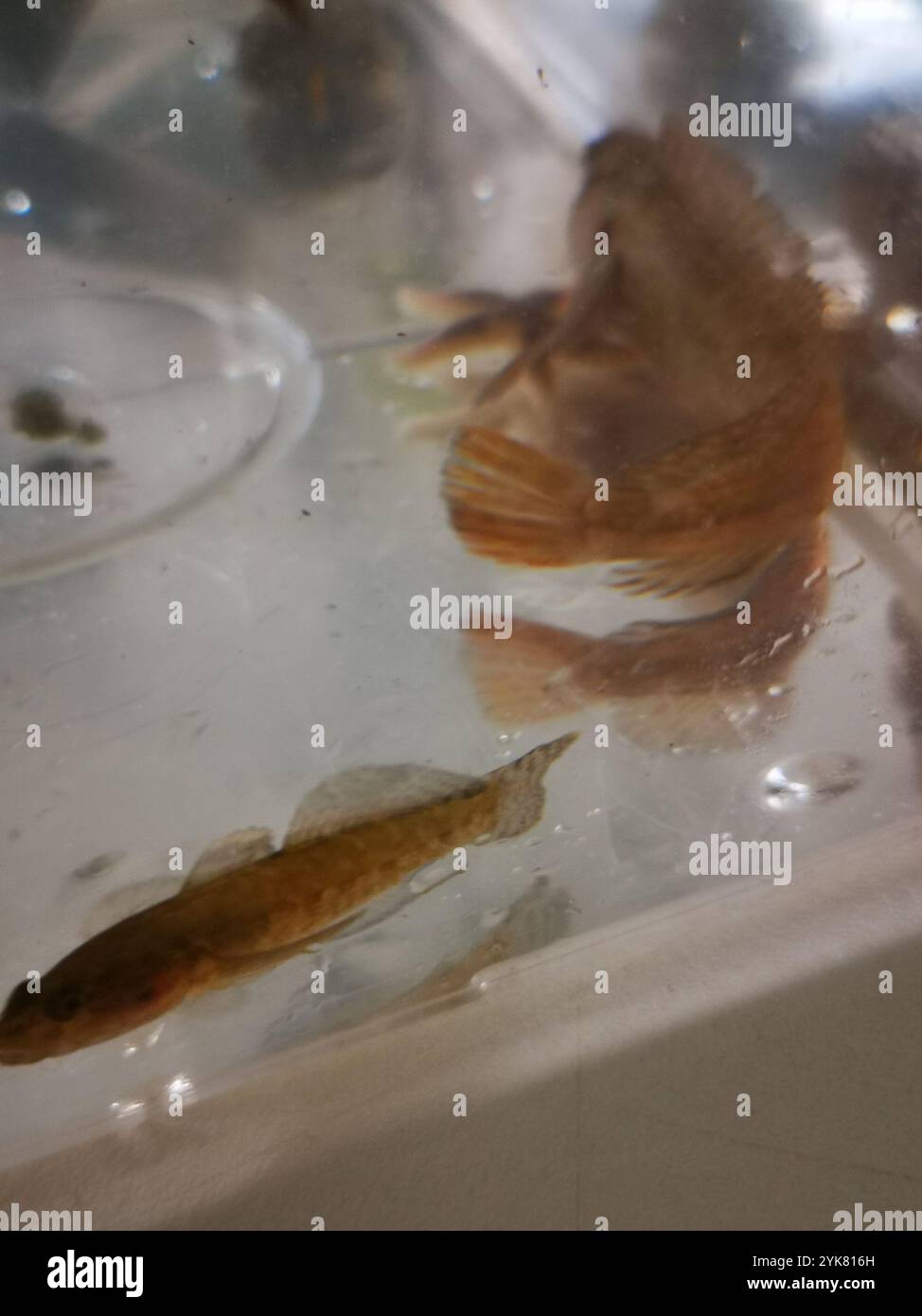 Ray-finned Fishes (Actinopterygii Stock Photo - Alamy
