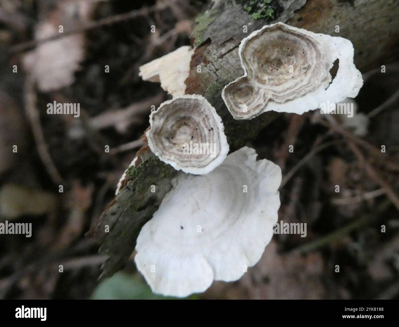 little nest polypore (Trametes conchifer Stock Photo - Alamy