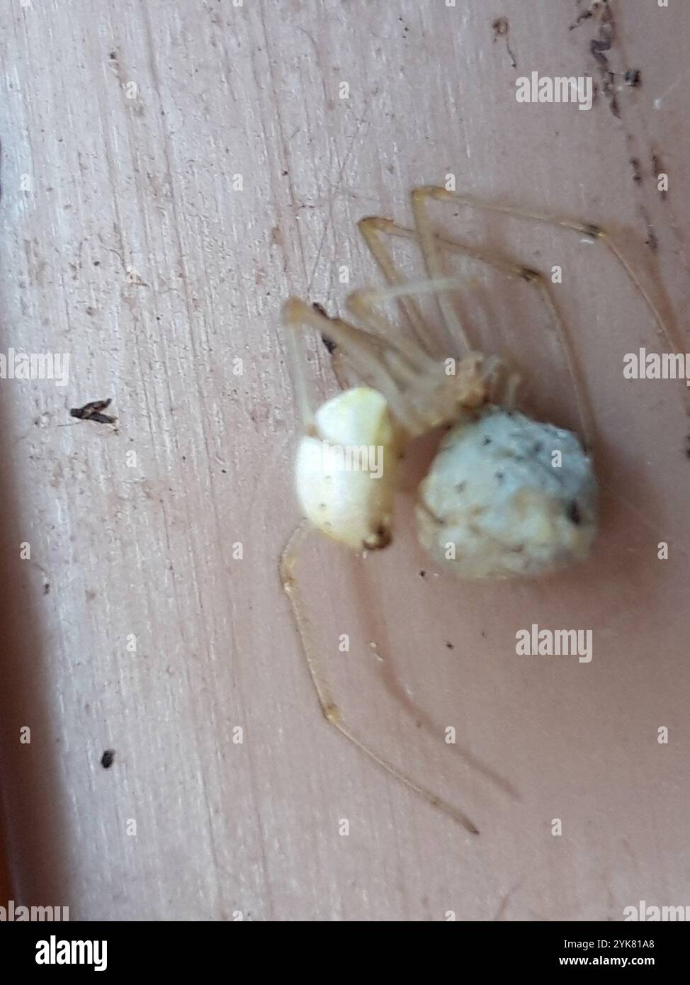 Common candy-striped spider (Enoplognatha ovata Stock Photo - Alamy