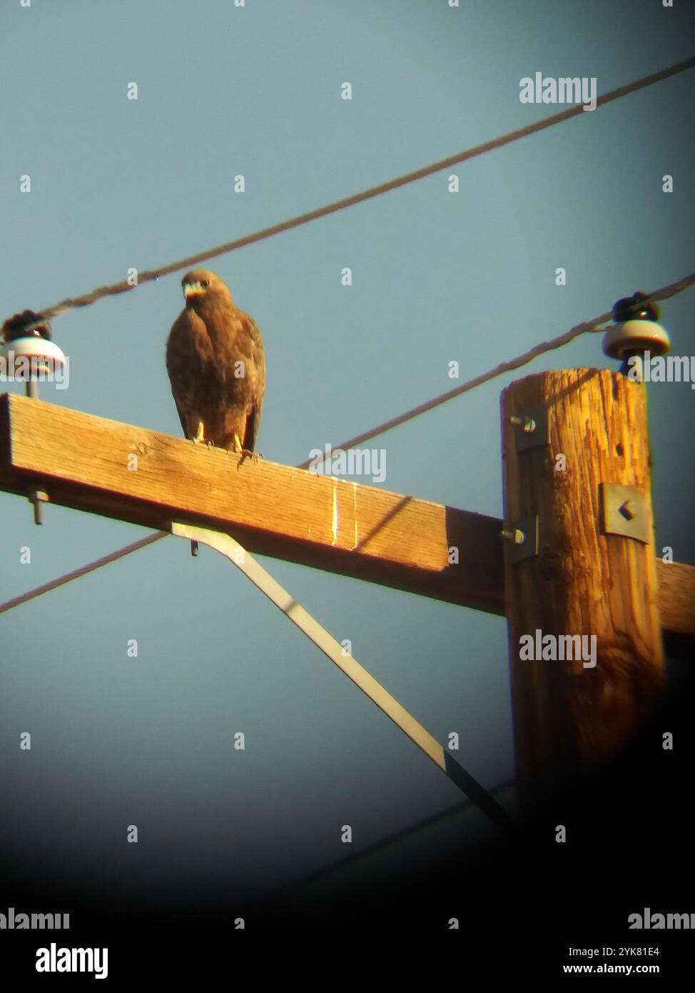 Red-tailed Hawk (Buteo jamaicensis Stock Photo - Alamy