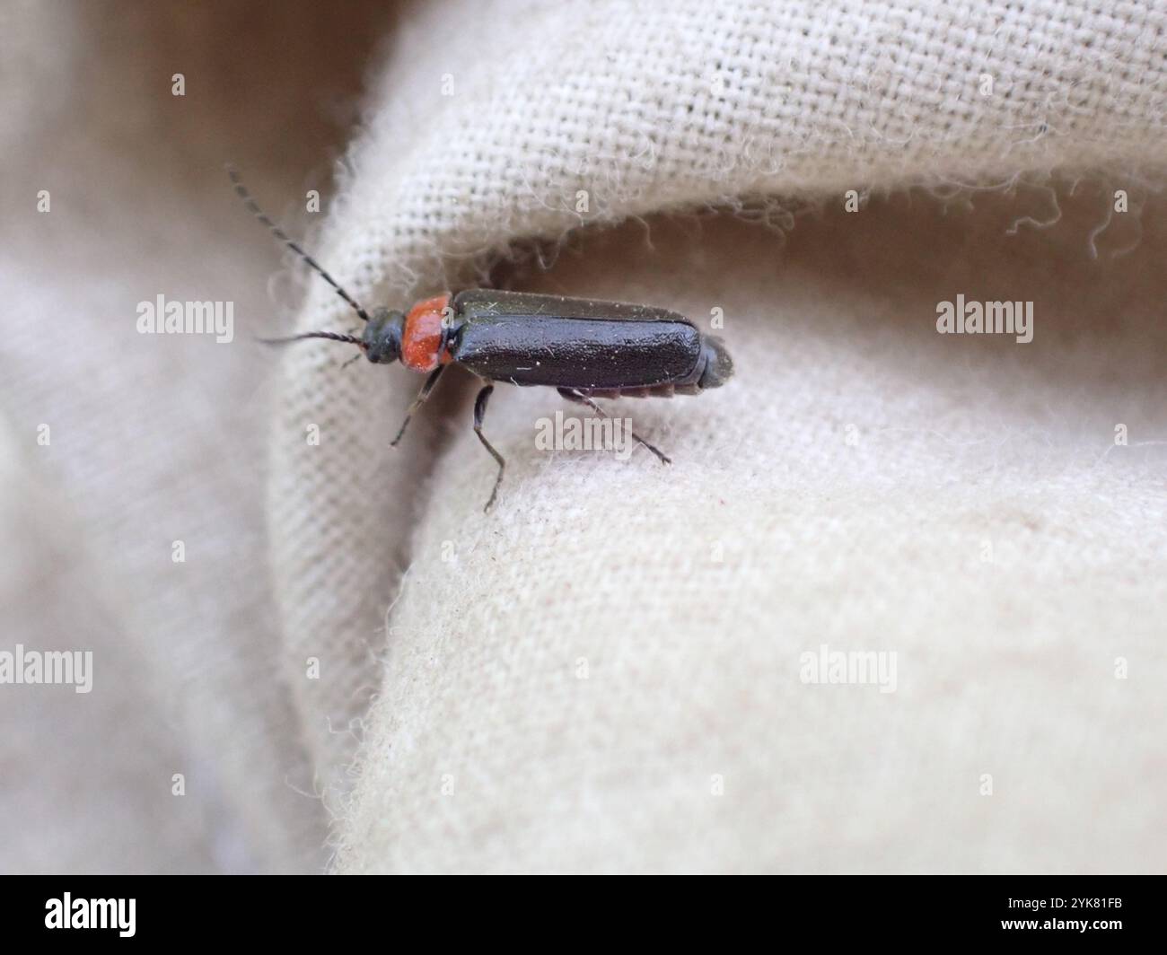 Silis hi-res stock photography and images - Alamy