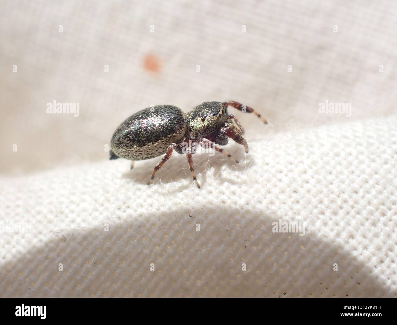 Leaf-beetle Jumping Spiders (Sassacus Stock Photo - Alamy