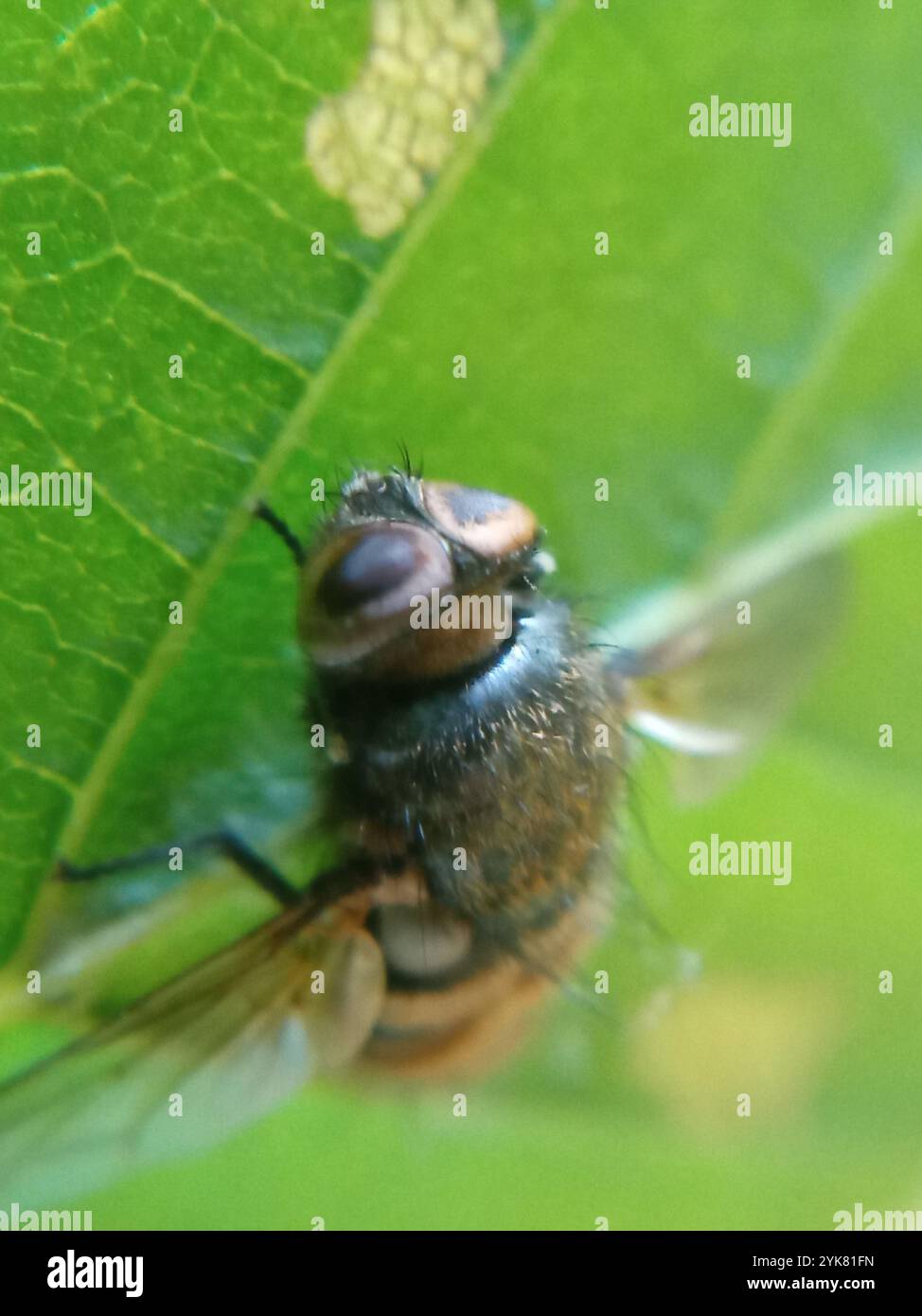 Fly Death Fungi (Entomophthora muscae Stock Photo - Alamy