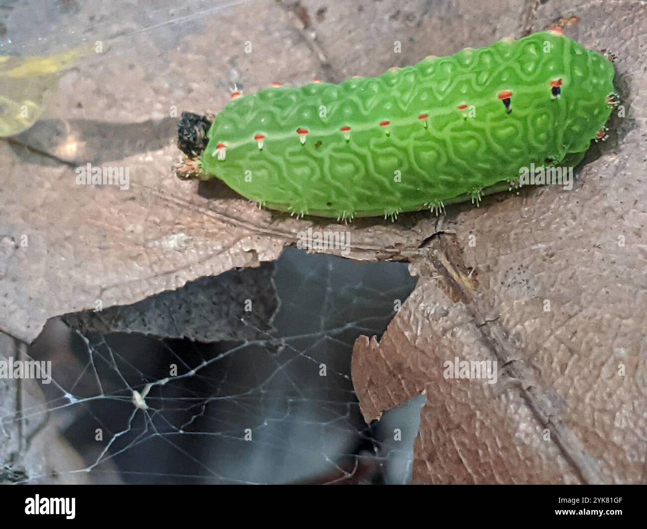 Nason's Slug Moth (Natada nasoni Stock Photo - Alamy