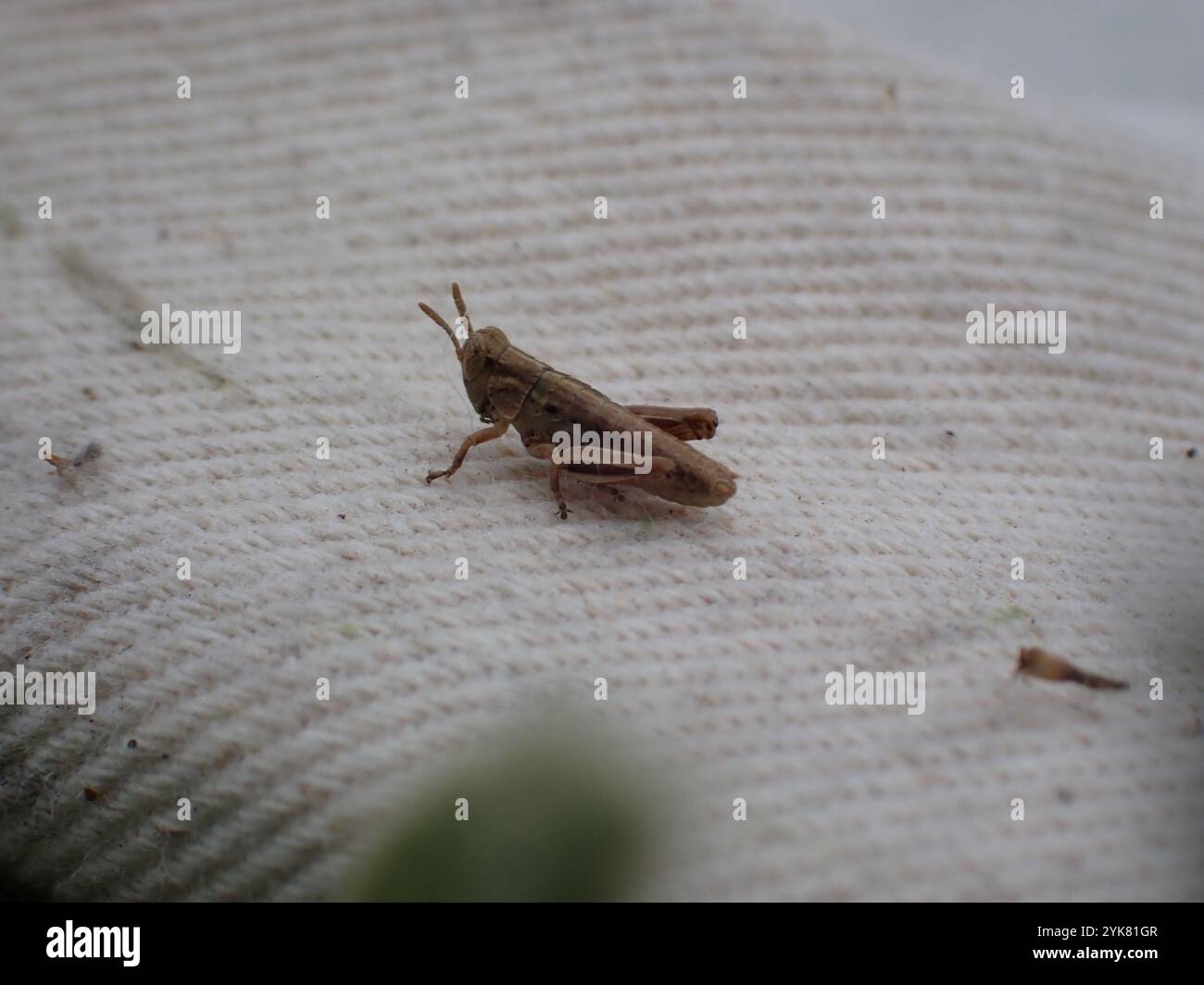Spur-throated Grasshoppers (Melanoplinae Stock Photo - Alamy