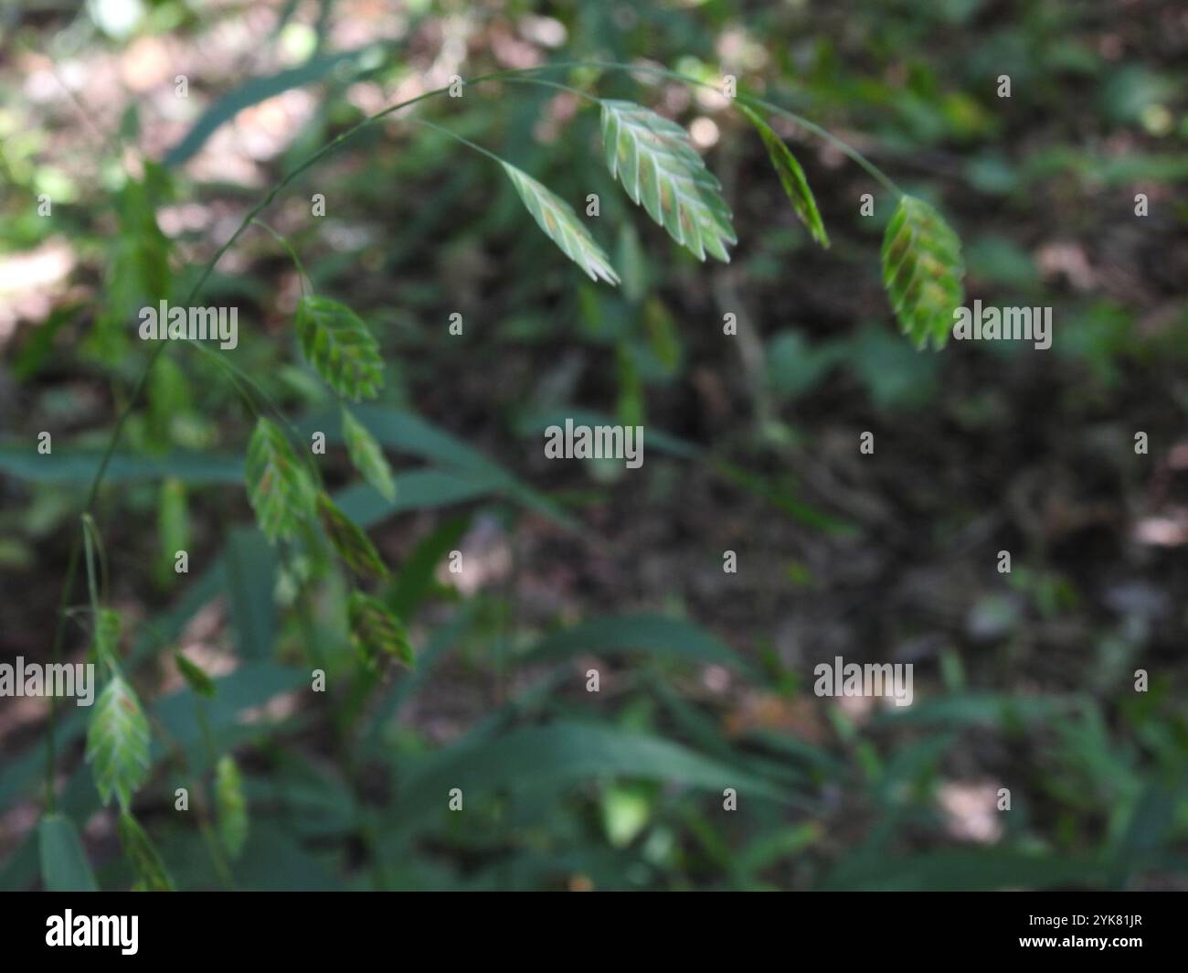 inland wood oats (Chasmanthium latifolium Stock Photo - Alamy