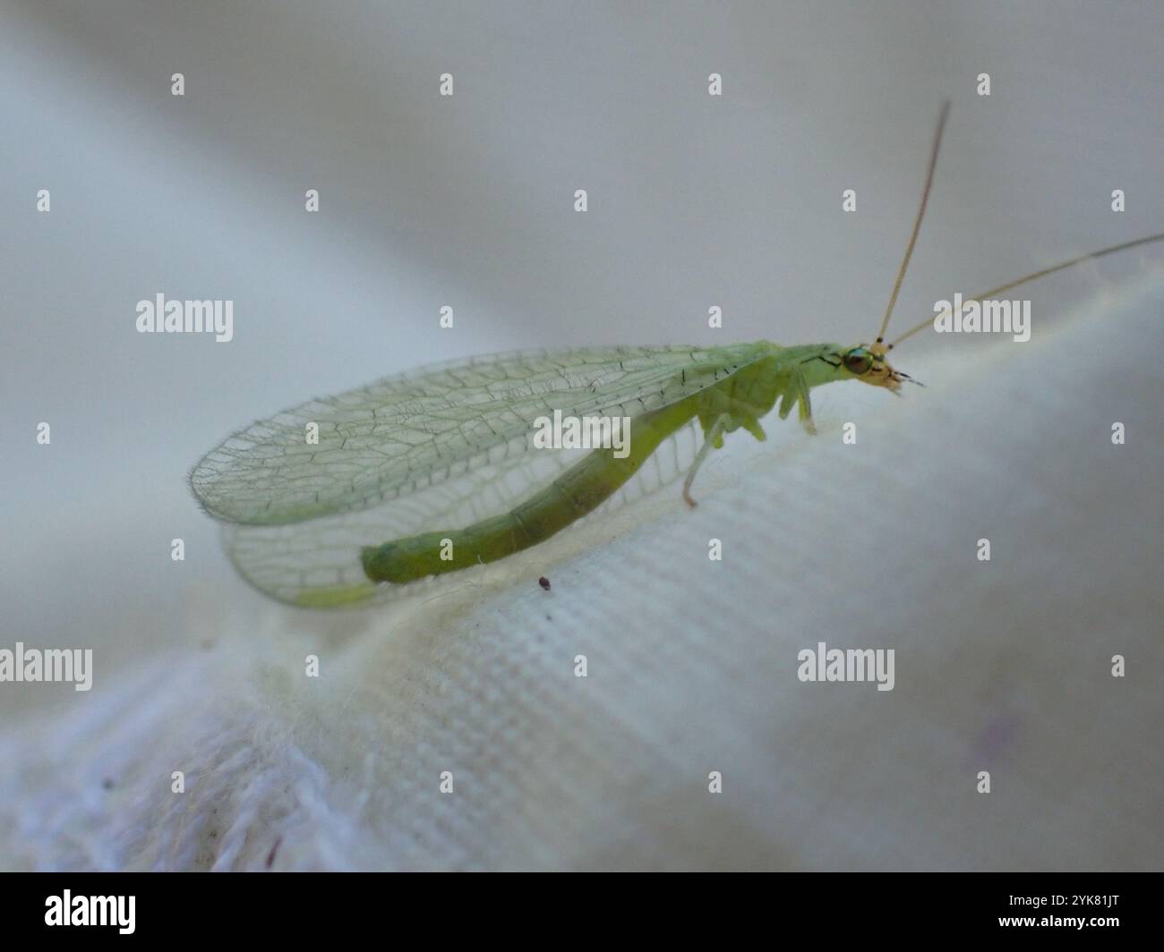 Golden eyed lacewing hi-res stock photography and images - Alamy
