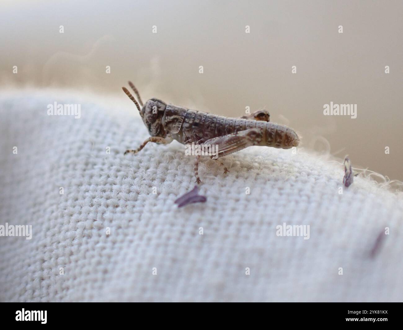 Spur-throated Grasshoppers (Melanoplinae Stock Photo - Alamy