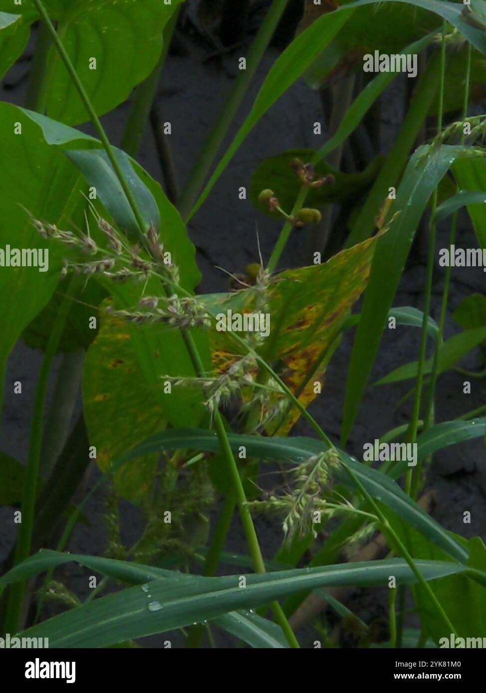 Barnyard Grasses (Echinochloa Stock Photo - Alamy