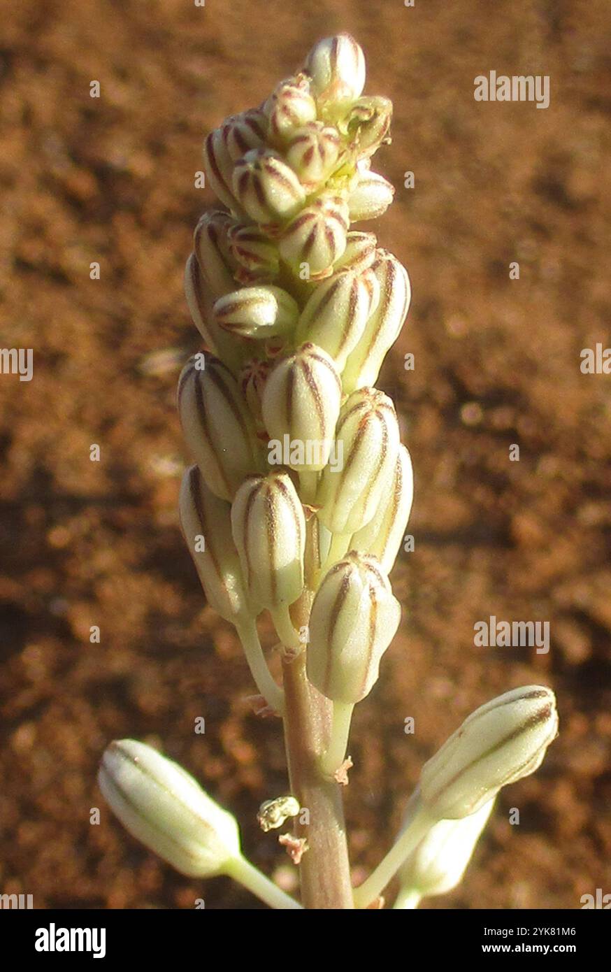 Red Squill (Drimia sanguinea Stock Photo - Alamy