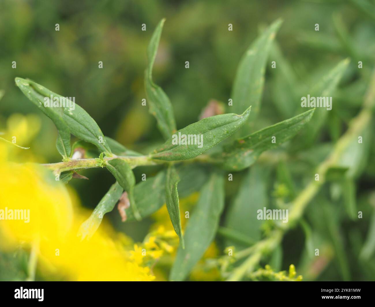tall goldenrod (Solidago altissima Stock Photo - Alamy