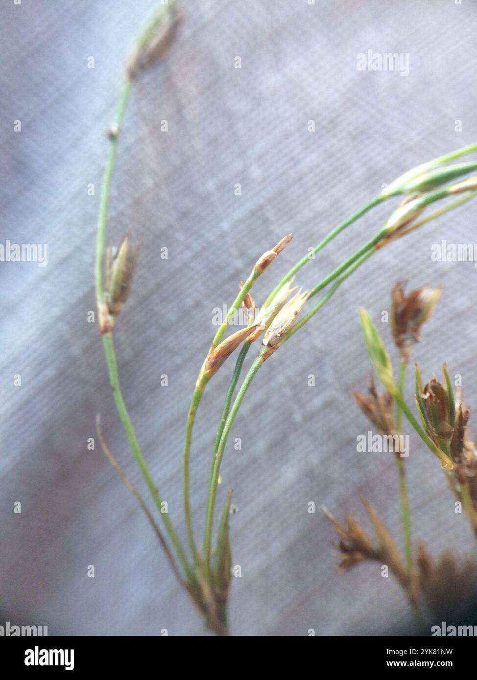 Toad rush (Juncus bufonius Stock Photo - Alamy
