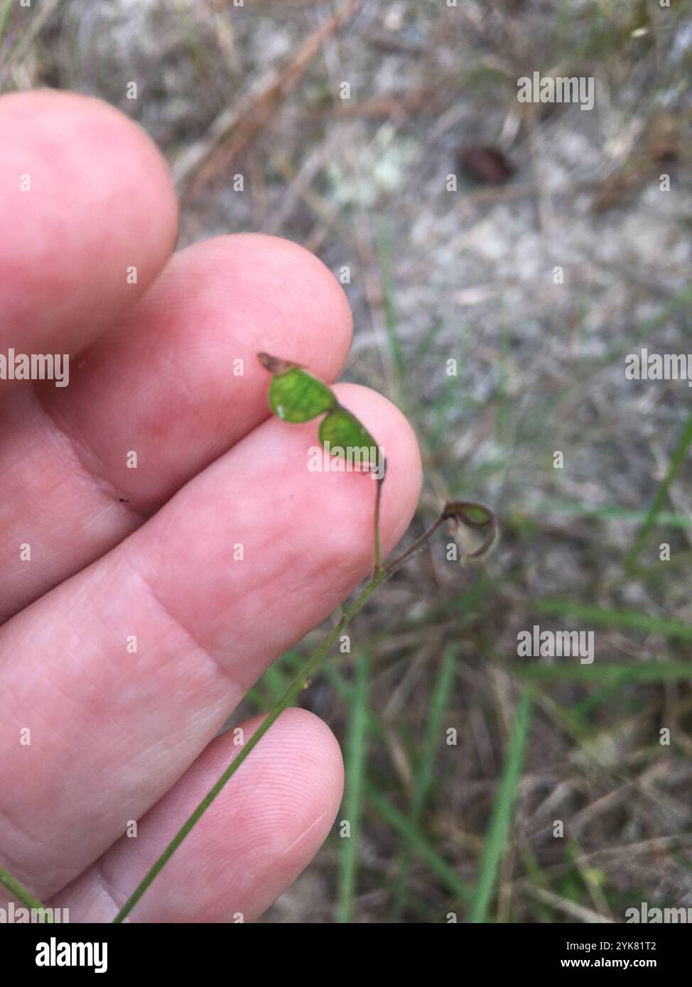 Pine Barren Ticktrefoil (Desmodium strictum Stock Photo - Alamy