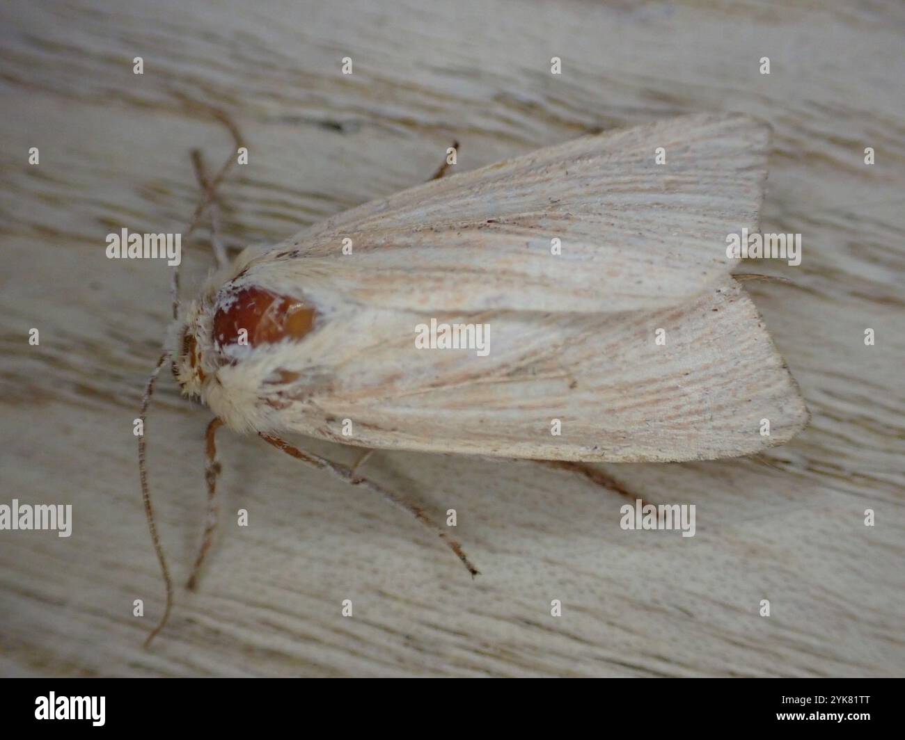 Common wainscot mythimna pallens hi-res stock photography and images ...