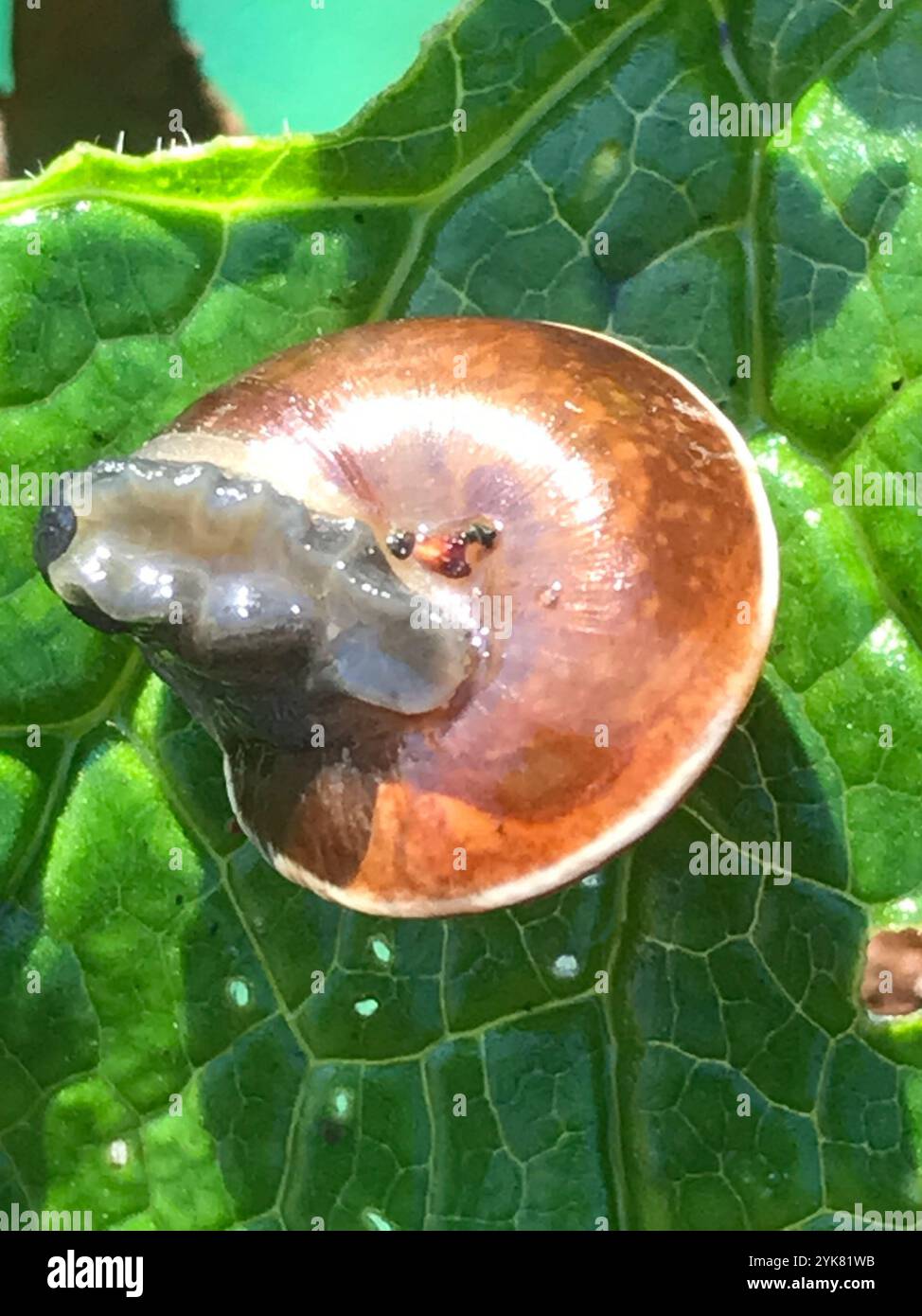 Girdled Snail (Hygromia cinctella Stock Photo - Alamy