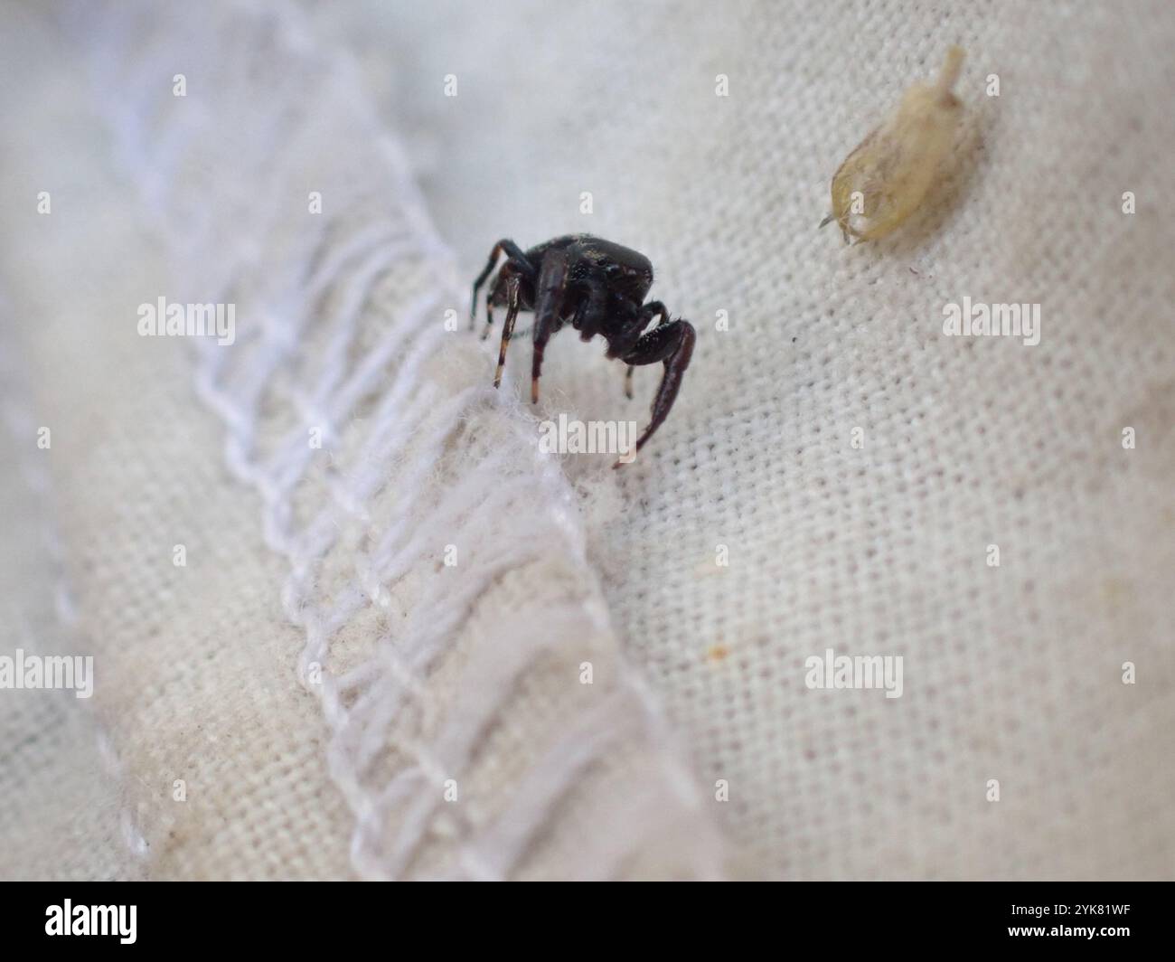 Leaf-beetle Jumping Spiders (Sassacus Stock Photo - Alamy