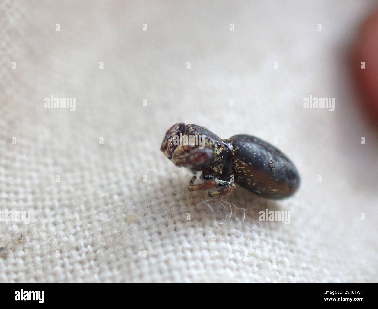 Leaf-beetle Jumping Spiders (Sassacus Stock Photo - Alamy