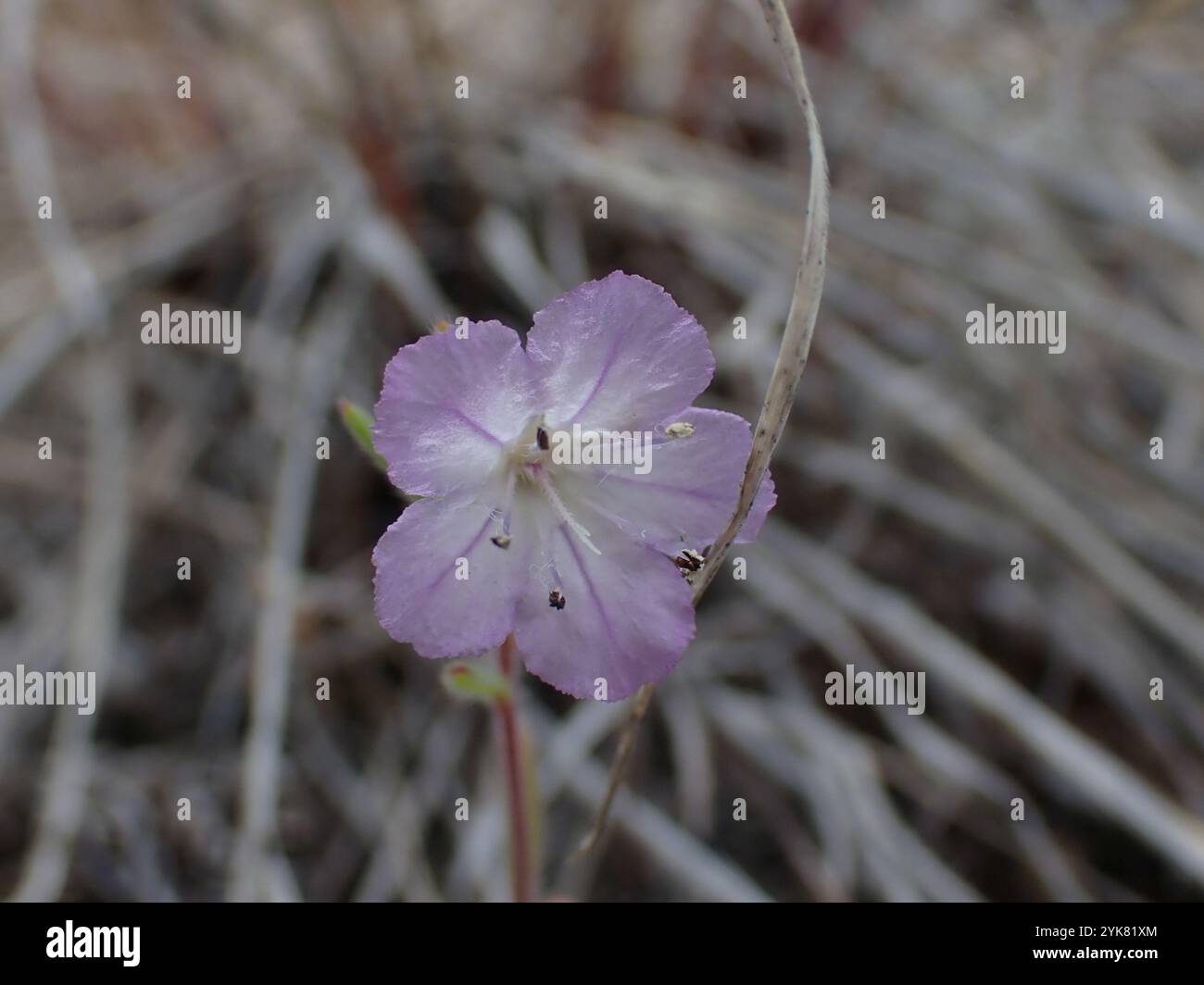 Linearleaf Phacelia (Phacelia linearis Stock Photo - Alamy