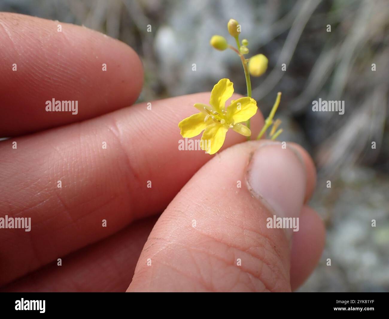 Sisymbrium linifolium hi-res stock photography and images - Alamy