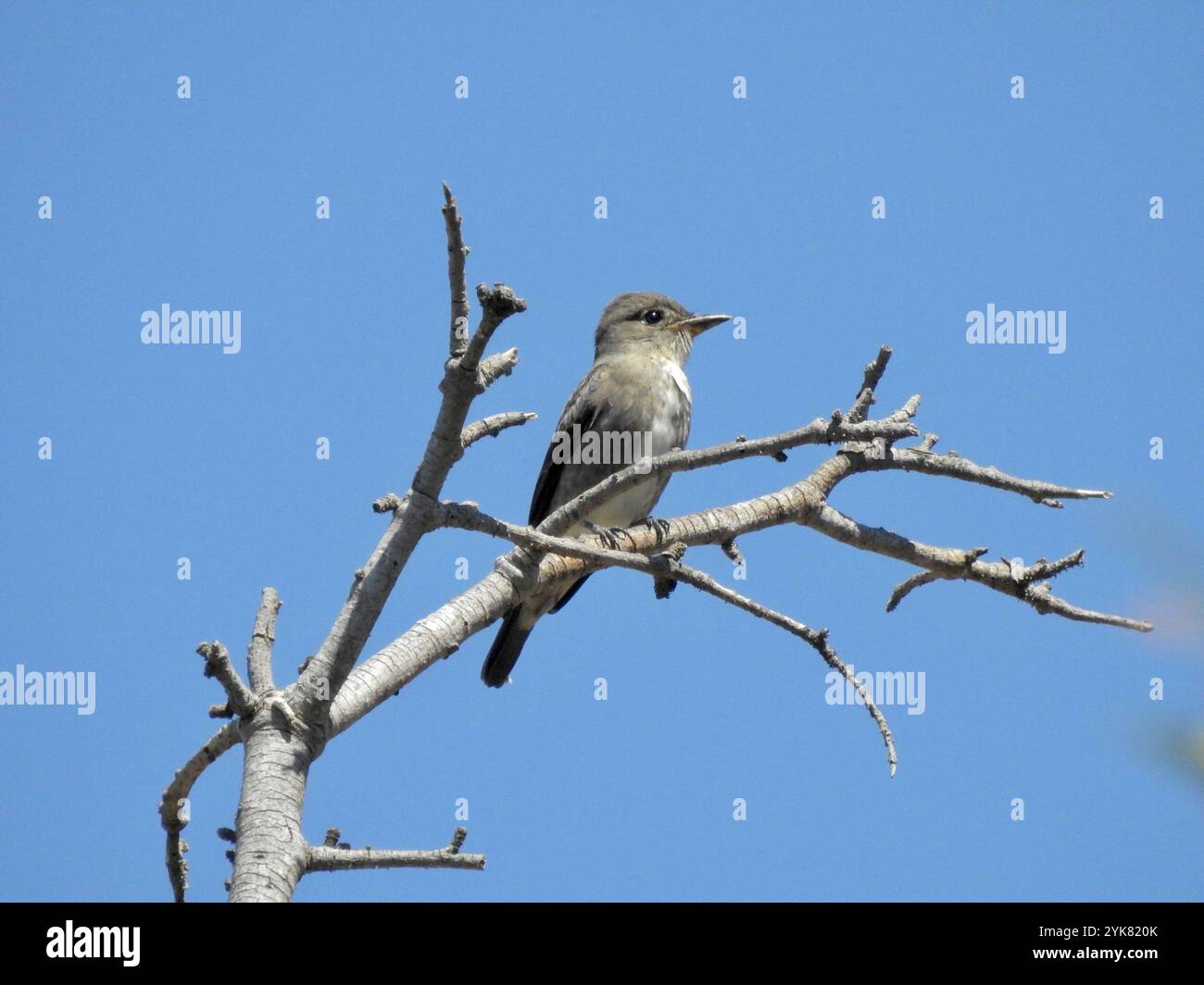 Olive-sided Flycatcher (Contopus cooperi Stock Photo - Alamy