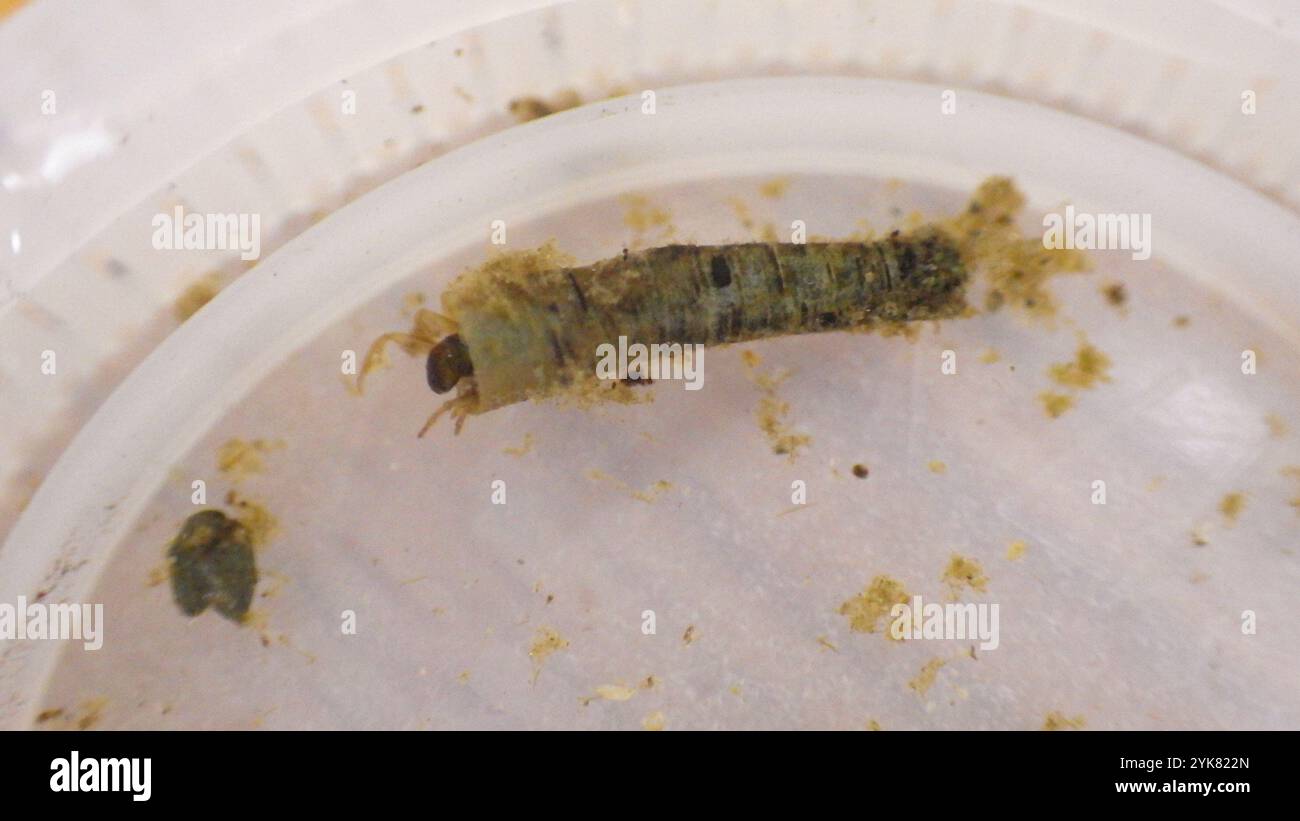 Humpless Casemaker Caddisflies (Brachycentridae Stock Photo - Alamy