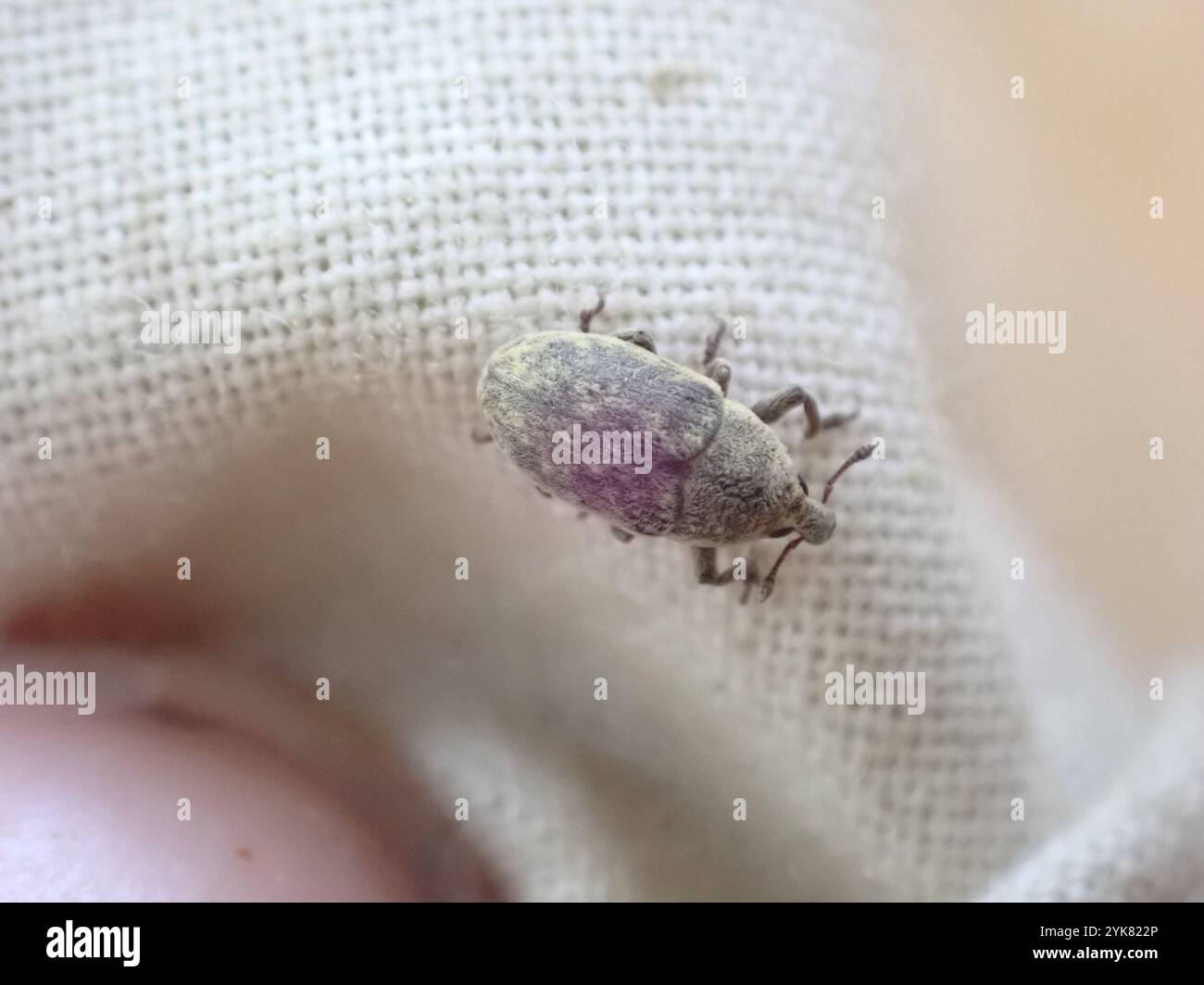 Lesser Knapweed Flower Weevil (Larinus minutus Stock Photo - Alamy