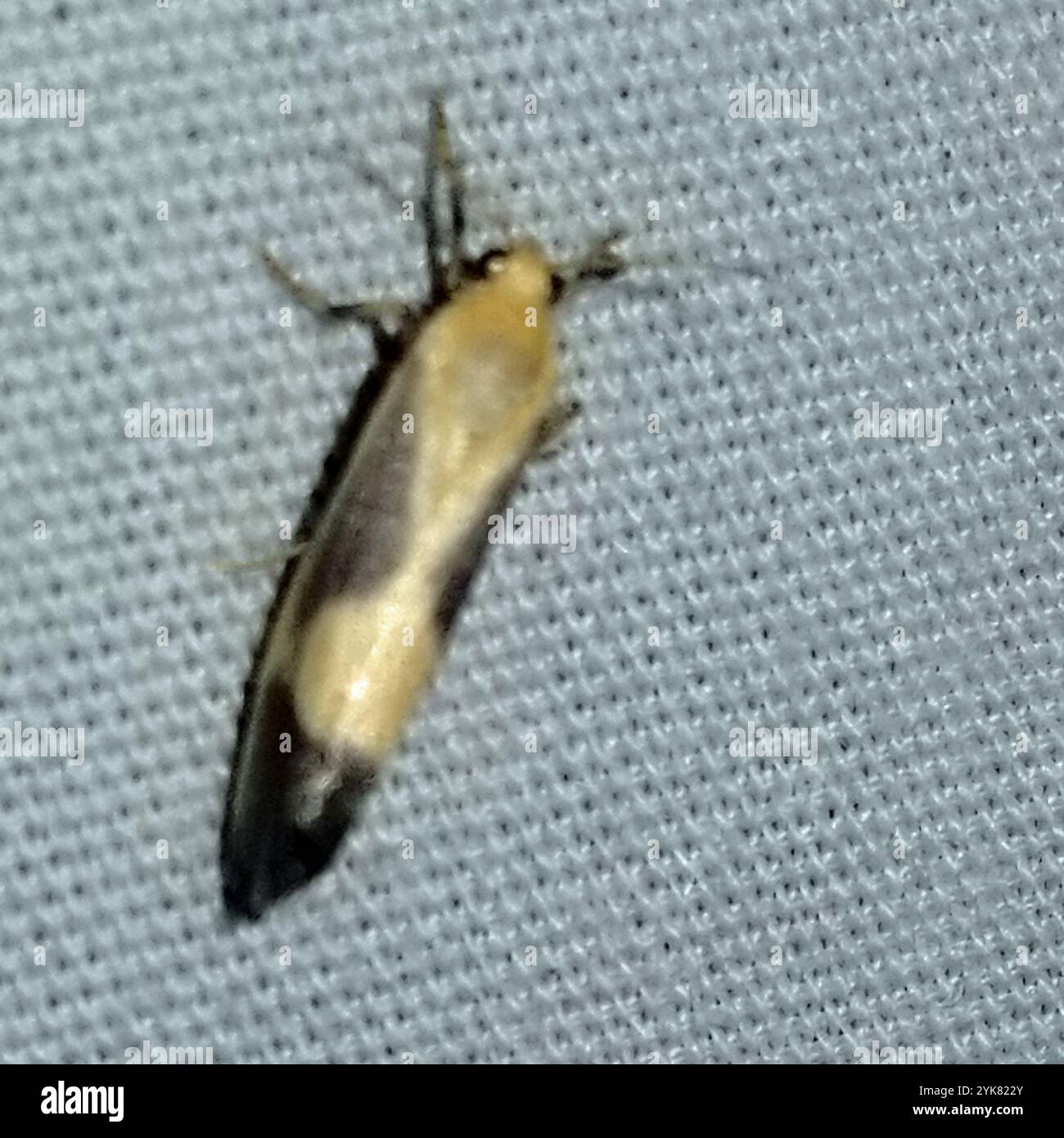 Lead-colored Lichen Moth (Cisthene plumbea Stock Photo - Alamy